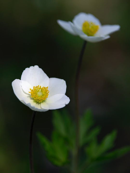 Free: Close-up Photo of a Snowdrop Anemone Flower - nohat.cc