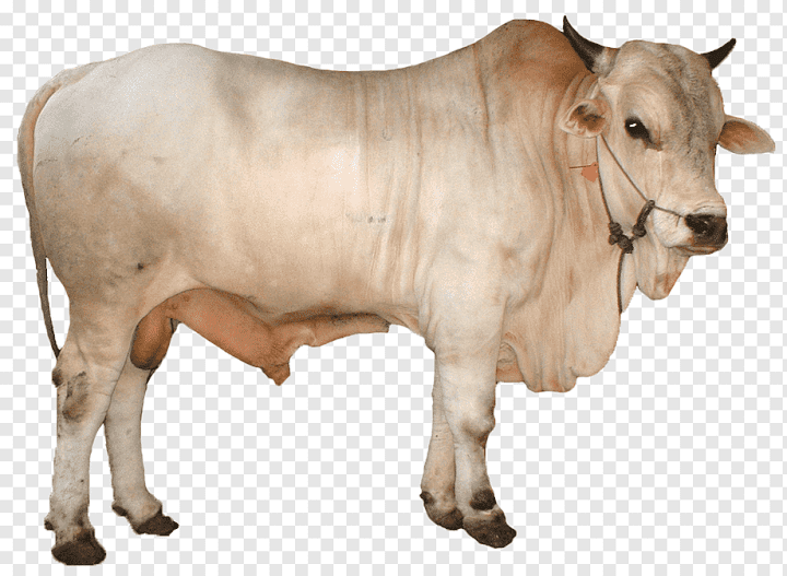 Free: white cow illustration, Simmental cattle Limousin cattle Qurbani ...