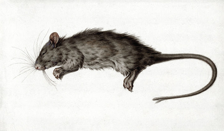 Free: Dead rat (1795) drawing in high resolution by… | Free public ...