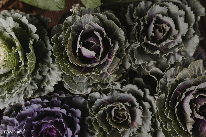 Free: Closeup of ornamental cabbages and kales text.. | Free stock ...