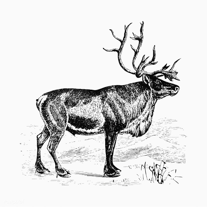 Free: European reindeer shade drawing | Free stock vector - 562311 ... Free: European reindeer shade drawing | Free stock vector - 562311 ...