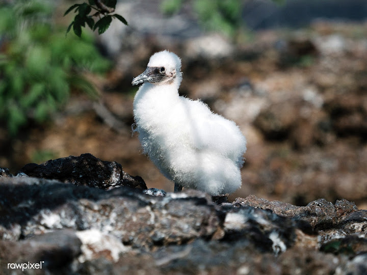 Free: Nazca booby chick | Free stock photo - 595081 - nohat.cc