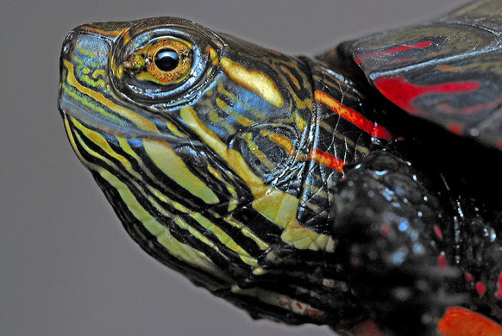 Free: Painted turtle face close up. | Free Photo - rawpixel - nohat.cc
