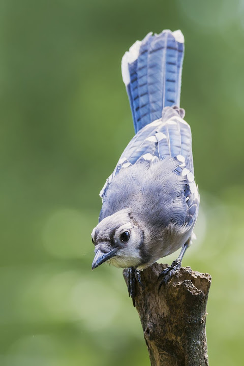 Free: Blue jay bird. Free public | Free Photo - rawpixel - nohat.cc