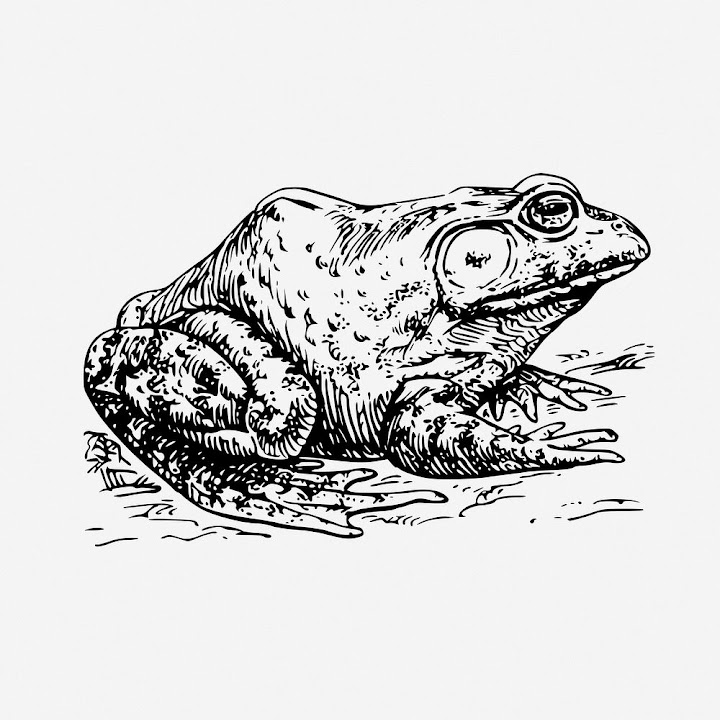 Free: Bullfrog drawing, vintage animal illustration. | Free Photo ...