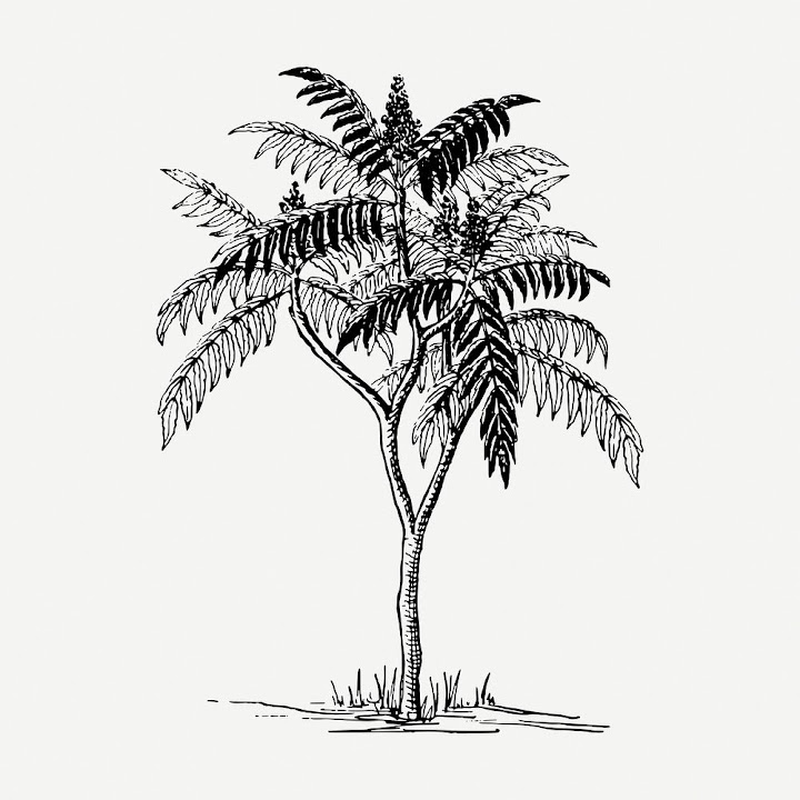 Free: Sumac tree drawing, vintage botanical | Free PSD - rawpixel ...