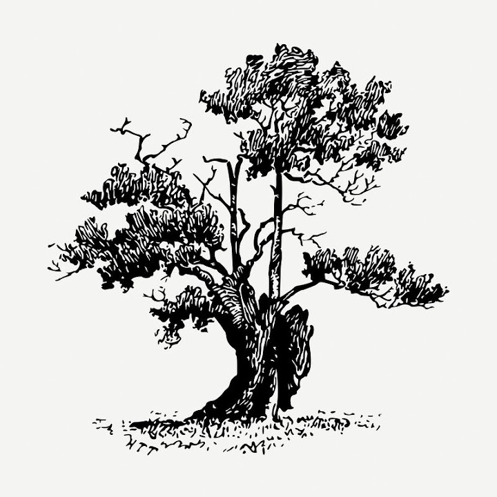 Free: Sparse tree drawing, vintage illustration | Free PSD - rawpixel ...