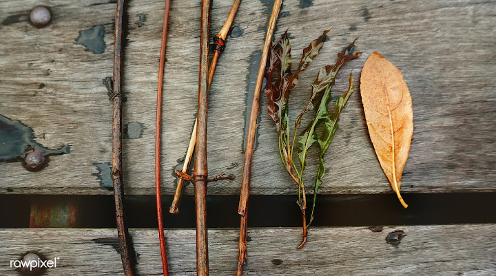 Free: Botanical botany branch | Free stock photo - 69315 - nohat.cc