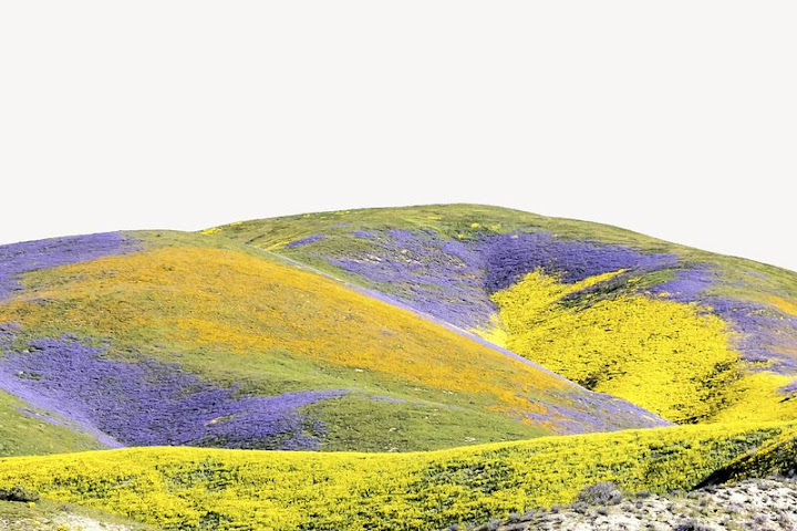 Free: Colorful flower hill border, Spring | Free PSD - rawpixel - nohat.cc