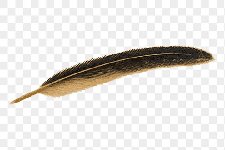 Free: Bird feather png sticker, transparent | Free PNG - rawpixel ...