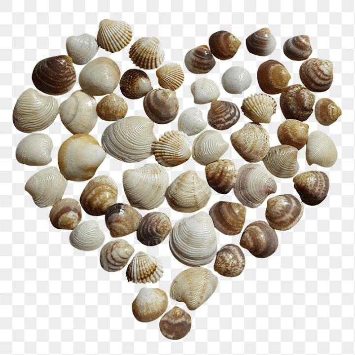 Free: Heart of shells png sticker, | Free PNG - rawpixel - nohat.cc