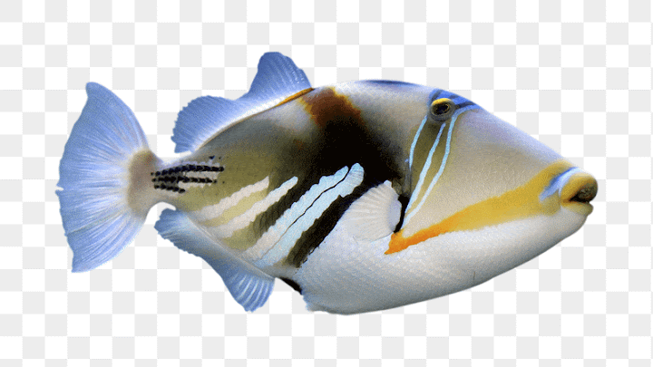 Free: Triggerfish, sea life png sticker, | Free PNG - rawpixel - nohat.cc