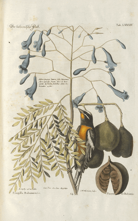 Free: Bird and plants illustration (1749-1766) | Free Photo - rawpixel ...