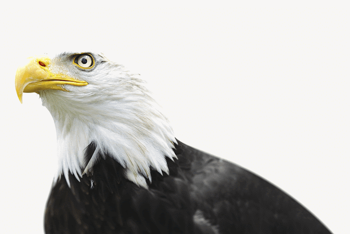 Free: Bald eagle collage element, isolated | Free Photo - rawpixel ...