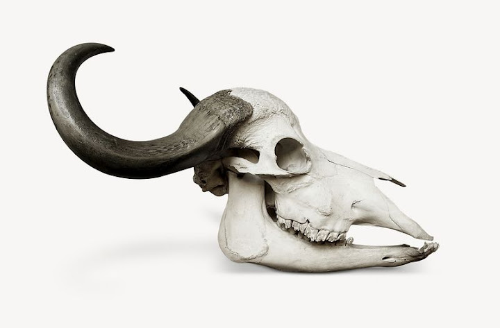Free: African buffalo skull collage element, | Free PSD - rawpixel ...