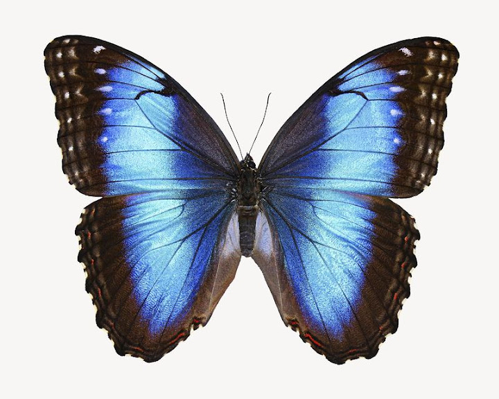 Free: Blue butterfly collage element, isolated | Free PSD - rawpixel ...