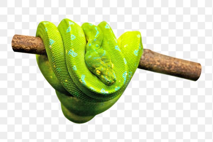 Free: Green snake png sticker, transparent | Free PNG - rawpixel - nohat.cc