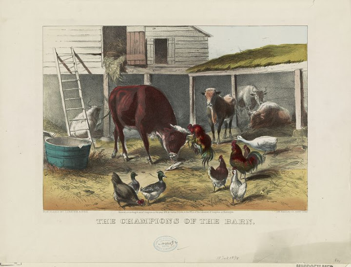 Free: The champions of the barn | Free Photo - rawpixel - nohat.cc