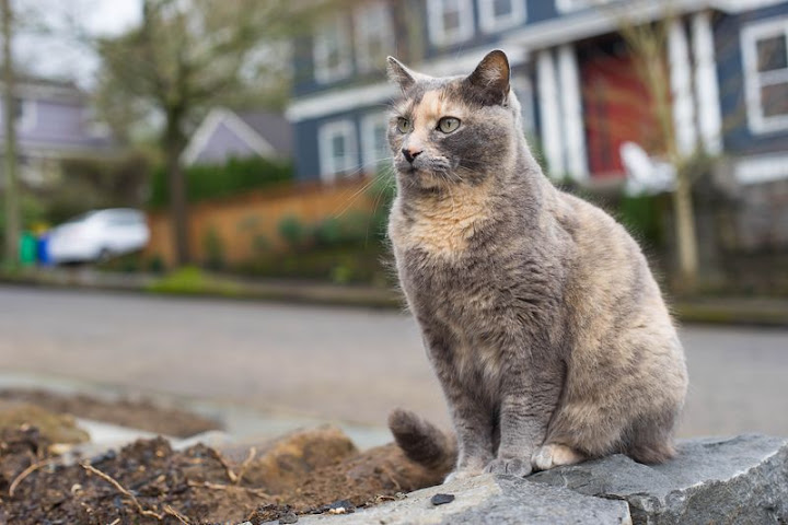 Free: Cat | Free Photo - rawpixel - nohat.cc