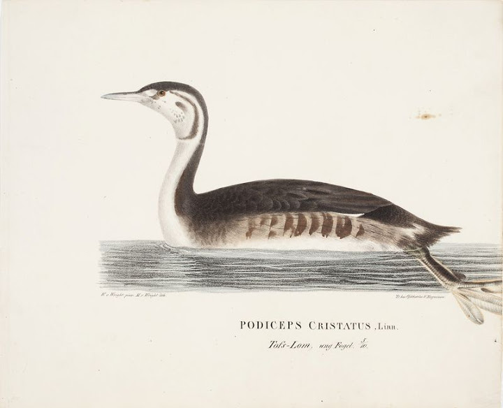 Free: Young great crested grebe, 1828 | Free Photo - rawpixel - nohat.cc