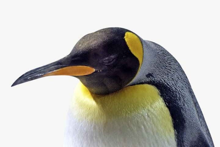 Free: King penguin collage element psd | Free PSD - rawpixel - nohat.cc
