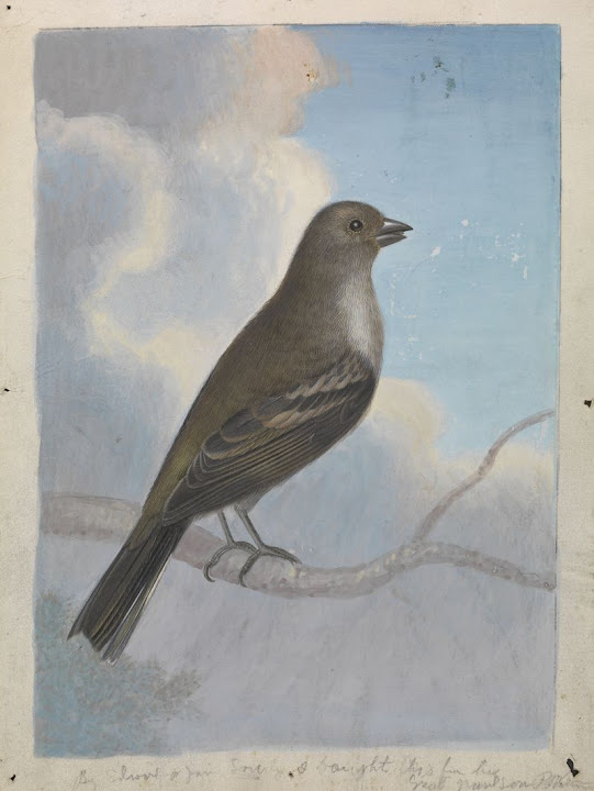 Free: A Bird | Free Photo - rawpixel - nohat.cc