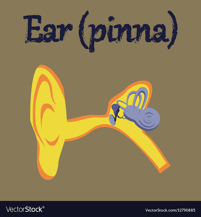 Free: Human organ icon in flat style ear vector image - nohat.cc