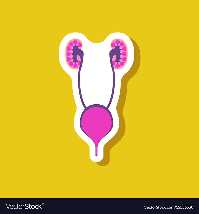 Free: Excretory system paper sticker on stylish vector image - nohat.cc