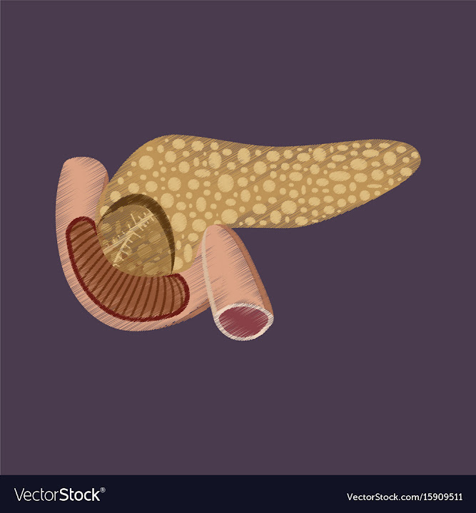 Free: Flat shading style icon duodenum and pancreas vector image - nohat.cc