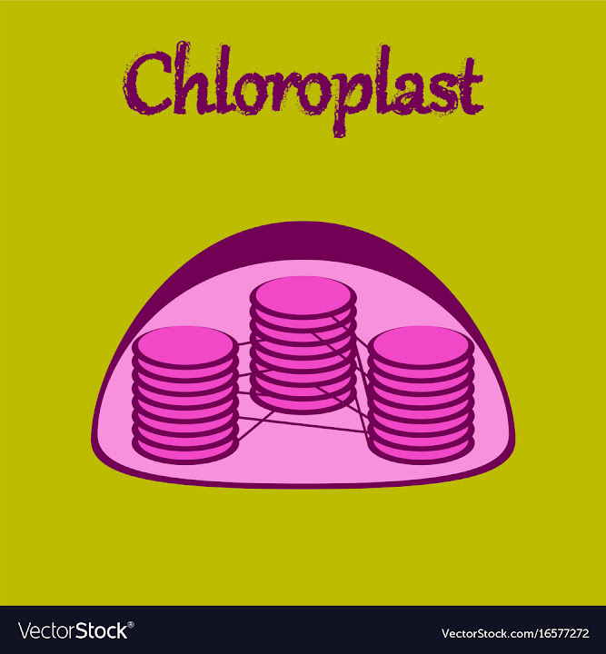 Free: Icon in flat style chloroplast vector image - nohat.cc