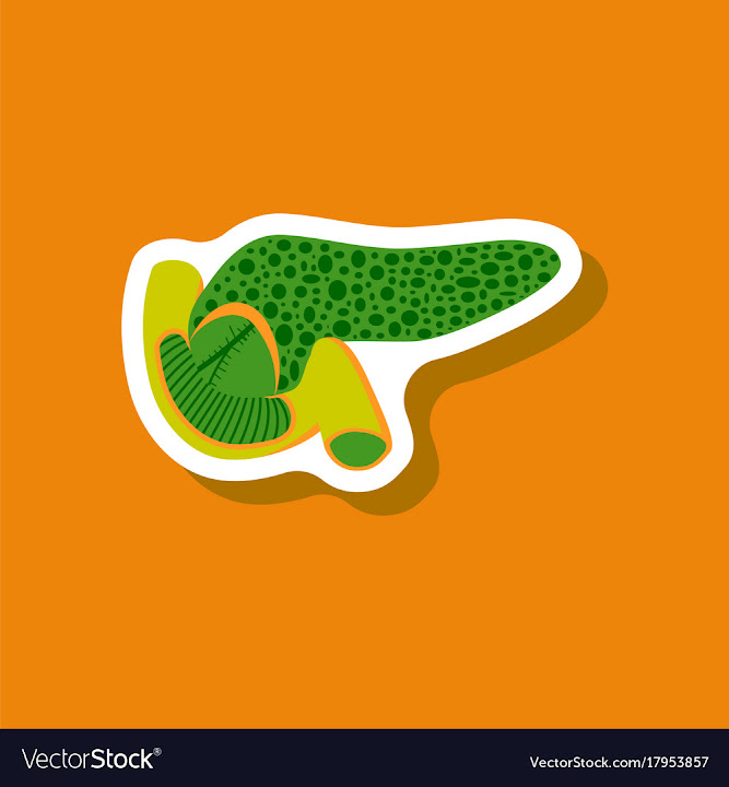 Free: Duodenum and pancreas paper sticker on stylish vector image ...