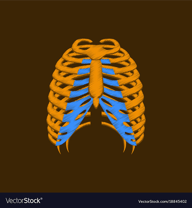 Free: Flat shading style icon chest thorax vector image - nohat.cc
