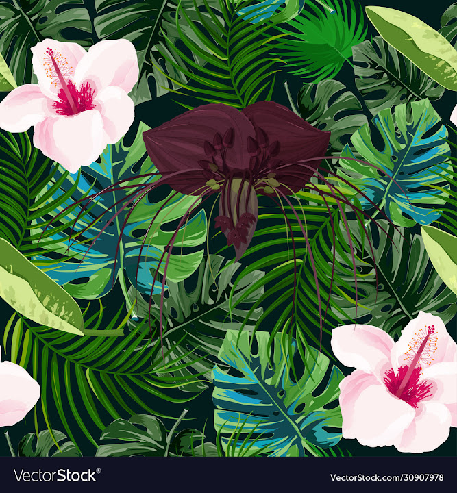 Free: dark purple tacca flower and hibiscus background - nohat.cc