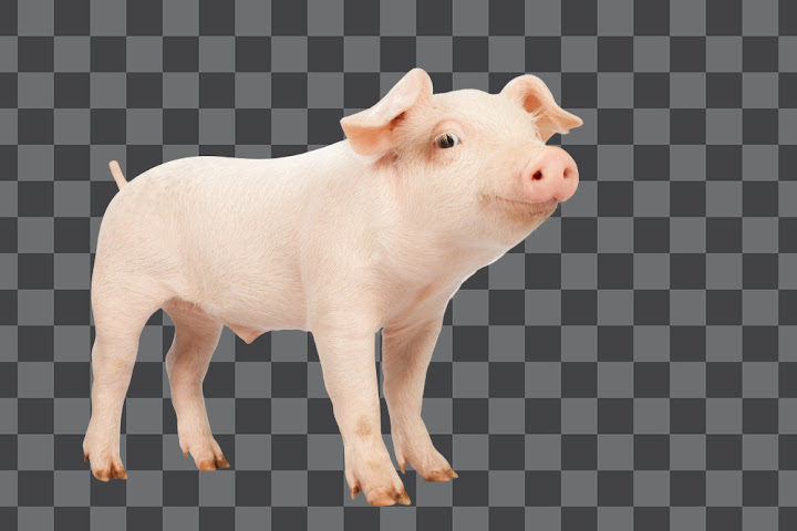 Free: Baby Piglet PNG transparent background - nohat.cc