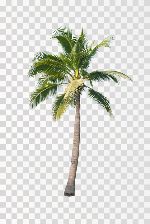 Free: Coconut tree PNG transparent background - nohat.cc