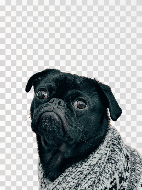 Free: Black pug - PNG transparent - nohat.cc