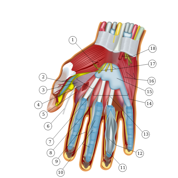 Free: SVG Anatomy of the hand - nohat.cc