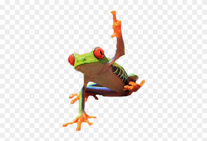 Free: Frog Flipping Off Camera - Toad - nohat.cc