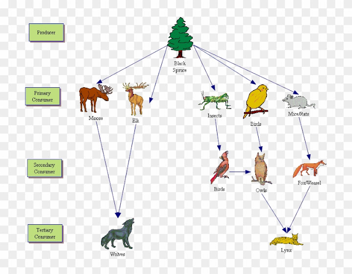 Free: Taiga Biome Animal Food Web - nohat.cc