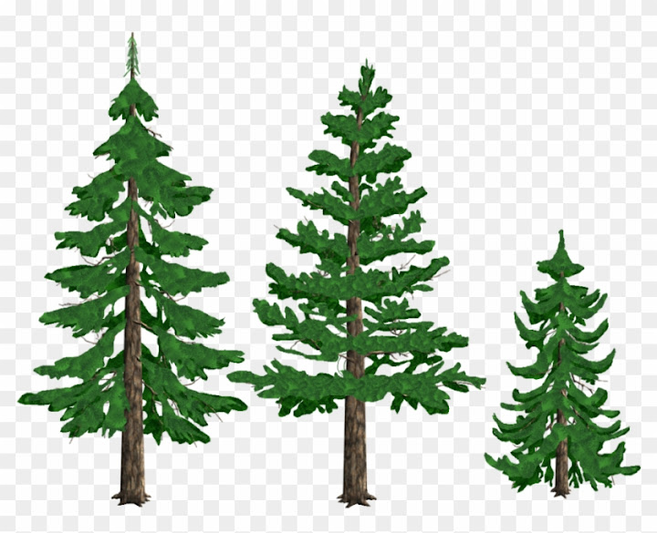 Free: Pine Trees By Tyke44060 On Deviantart - Pine Tree Drawing Png ...
