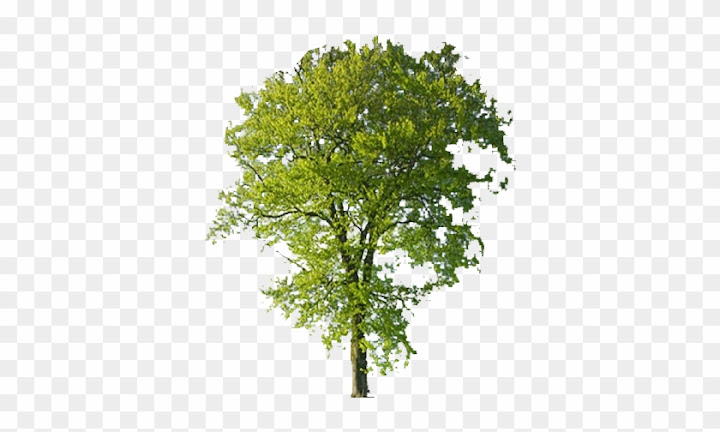 Free: Beech Tree Transparent Background - Trees With Transparent ...