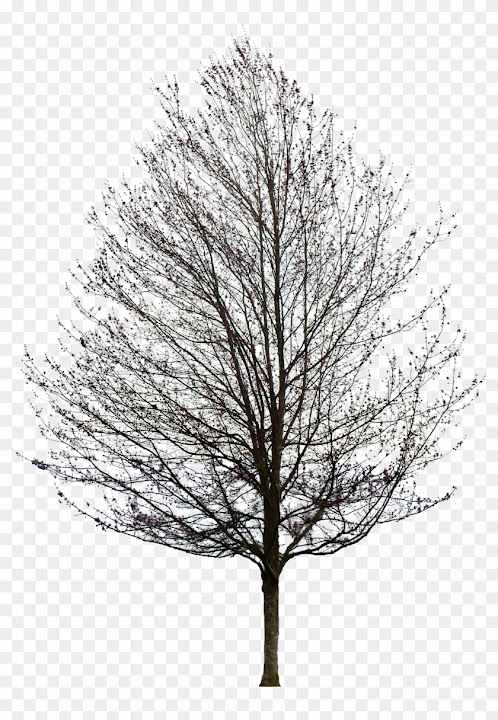 Free: Tree 50 Png By Gd08 - Maple Tree No Leaves - nohat.cc