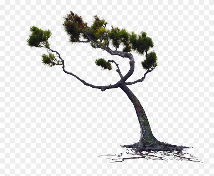 Free: Wind Blown Pine Tree Png Stock Photo 0167 Rework By - Tree Wind ...