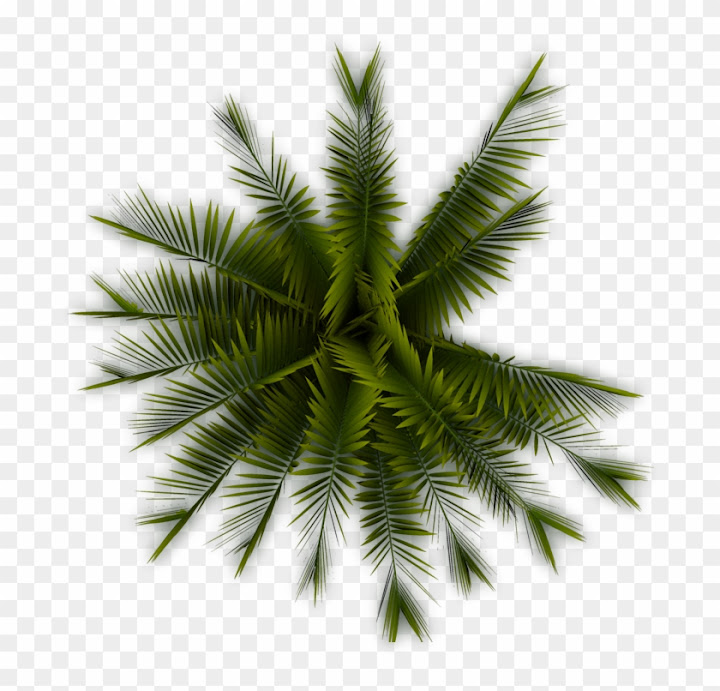 Free: A56 Palmtree Pp - Palm Tree Top View Png - nohat.cc Free: A56 Palmtree Pp - Palm Tree Top View Png - nohat.cc