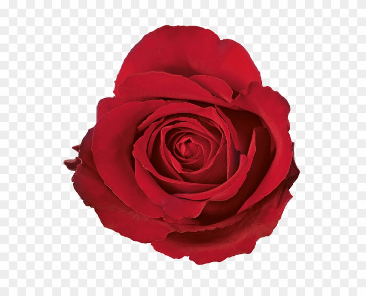 Free: Rose Top View - Red Rose Top View - nohat.cc