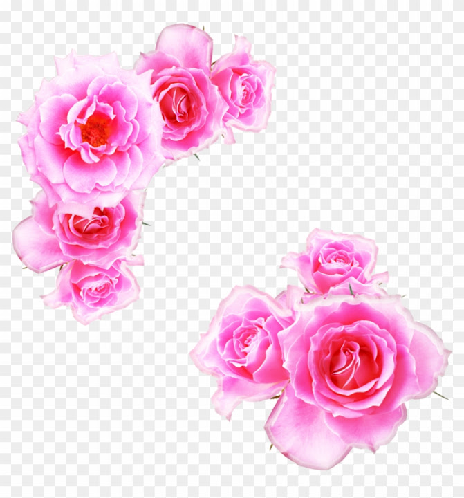 Free: Watercolor Pink Rose - Pink Anime Rose Png - nohat.cc