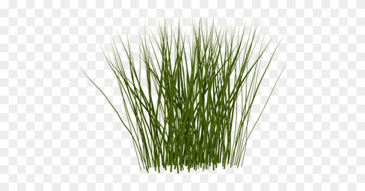 Free: Tall Grass Texture - Tall Grass Texture Png - nohat.cc