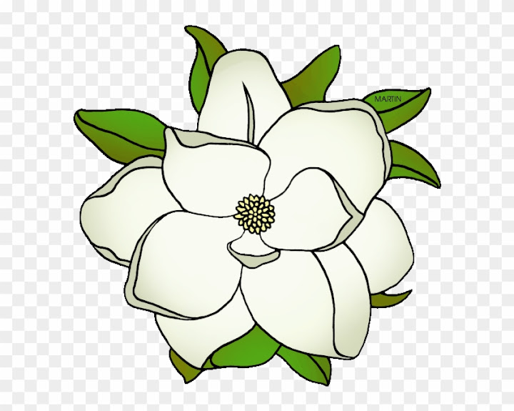 Free: Louisiana State Flower - Magnolia Flower Clipart - nohat.cc