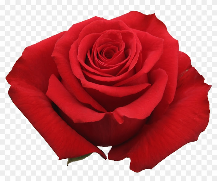 Free: Rose Undercover - Rose Undercover - nohat.cc