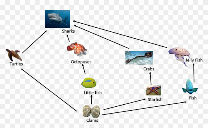 Free: Food Chain In Great Barrier Reef - nohat.cc